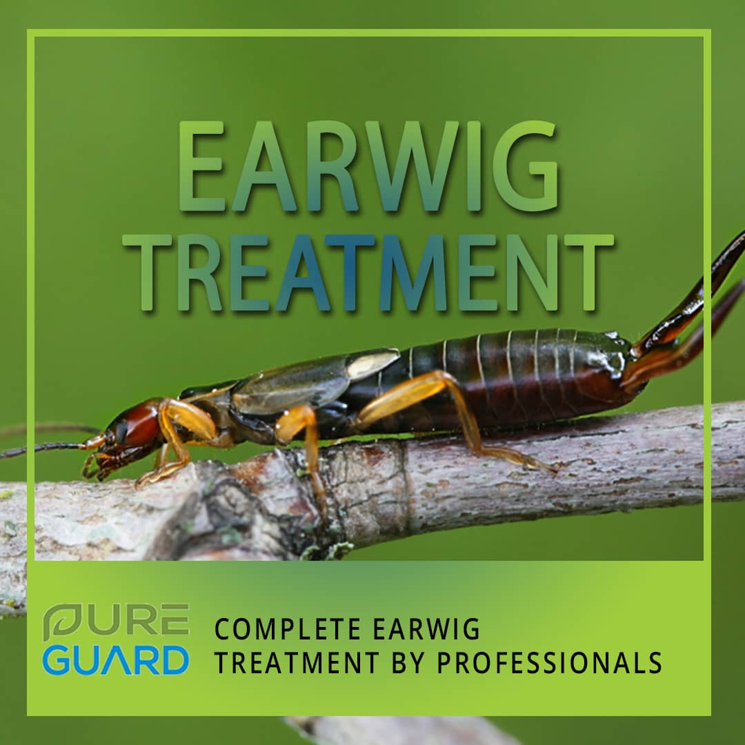 Earwig Exterminator Company Nashville, Tennessee